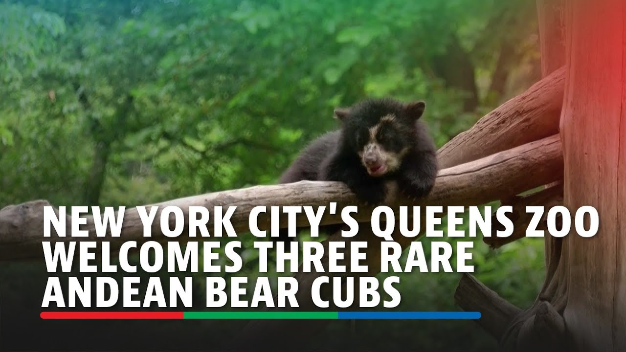 New York City's Queens Zoo welcomes three rare Andean bear cubs | ABS ...