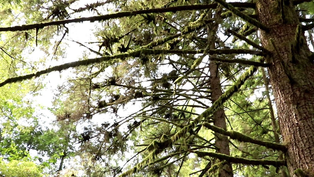Hemlock Dwarf Mistletoe at Malcolm Knapp Research Forest - YouTube