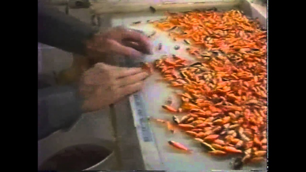 Blue Ridge Fish Hatchery on NBC's "The Today Show" - YouTube