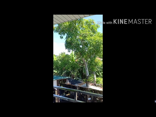 Oppo Reno 2F camera and video test
