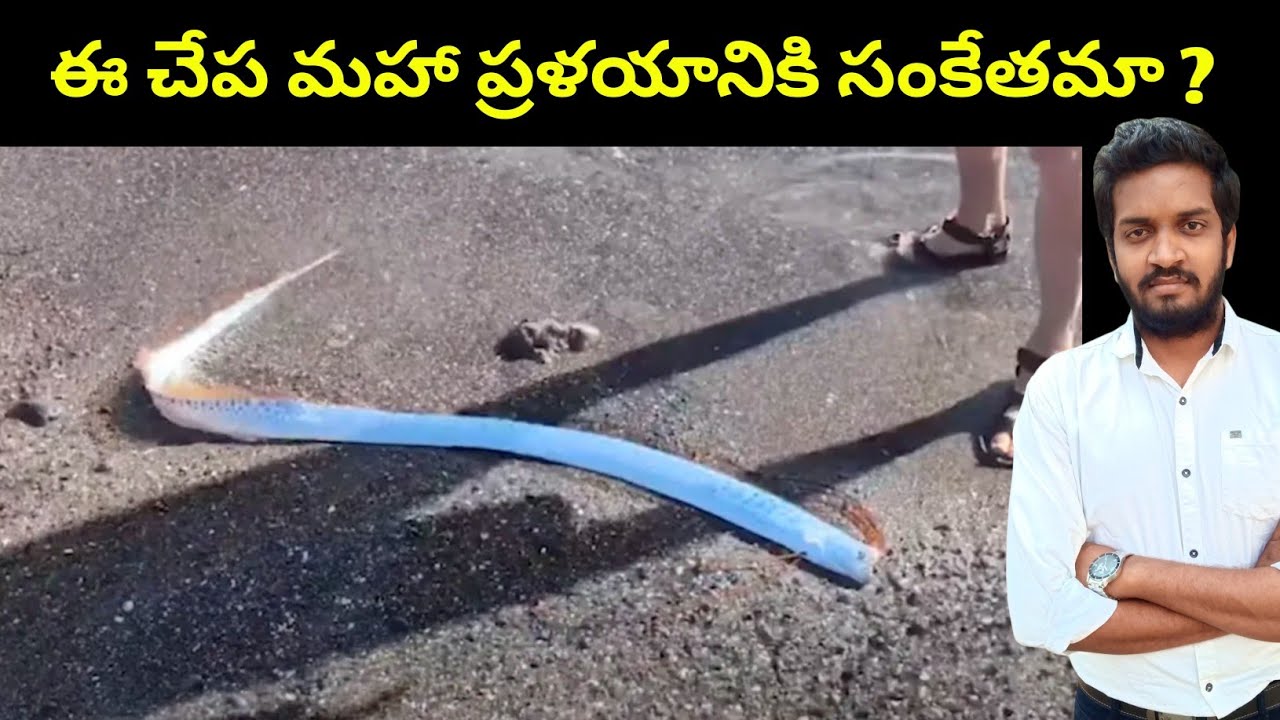 This Doomsday Fish Is The Symbol For World End - YouTube