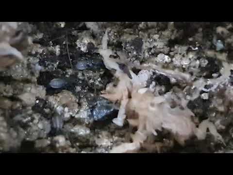 땅강아지 키우기 알 부화성공2일째 mole cricket hatch - YouTube