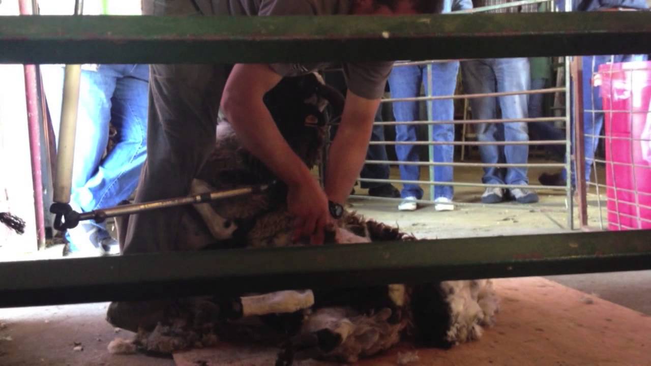 Shearing a Jacob Ewe - YouTube