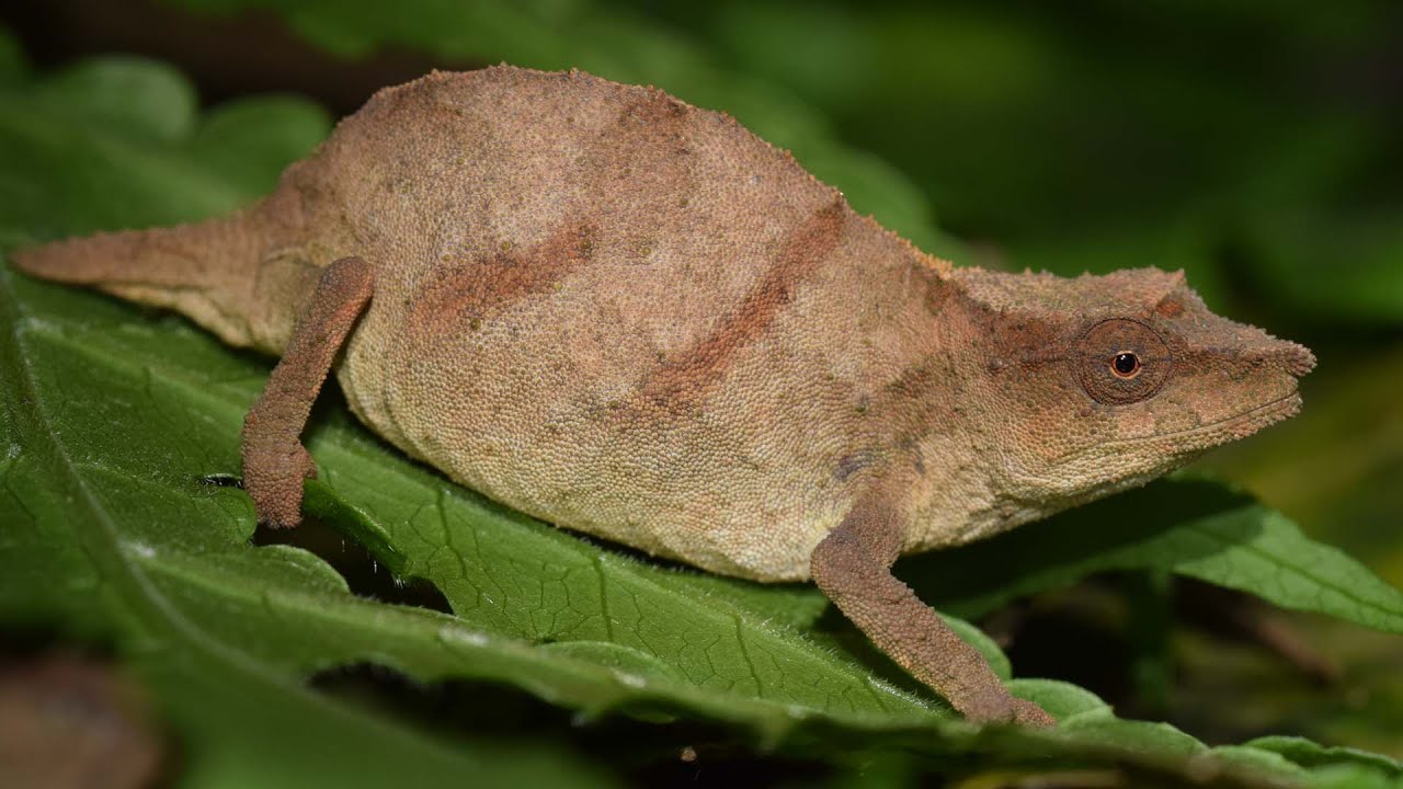 One of the world’s rarest chameleons found clinging to survival - YouTube