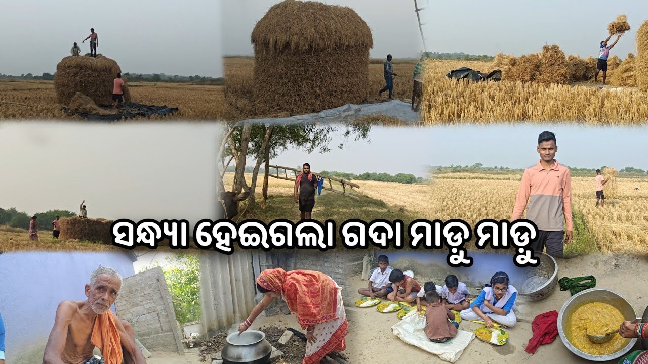 Gada Mada || Paddy Farming || Village Vlog || Odia Vlog || Ekaant With ...