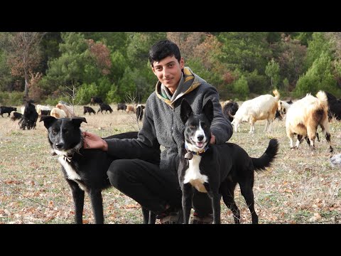 18 YAŞINDAKİ ÇOBANIN DÜNYANIN EN AKILLI SÜRÜ KÖPEKLERİ - SÜRÜYÜ KENDİLERİ OTLATIYOR ( 4K BELGESEL )