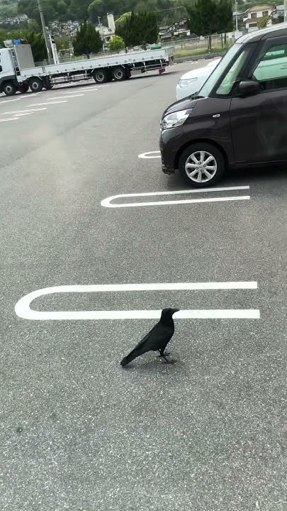 カラスの餌やり Shorts Youtube