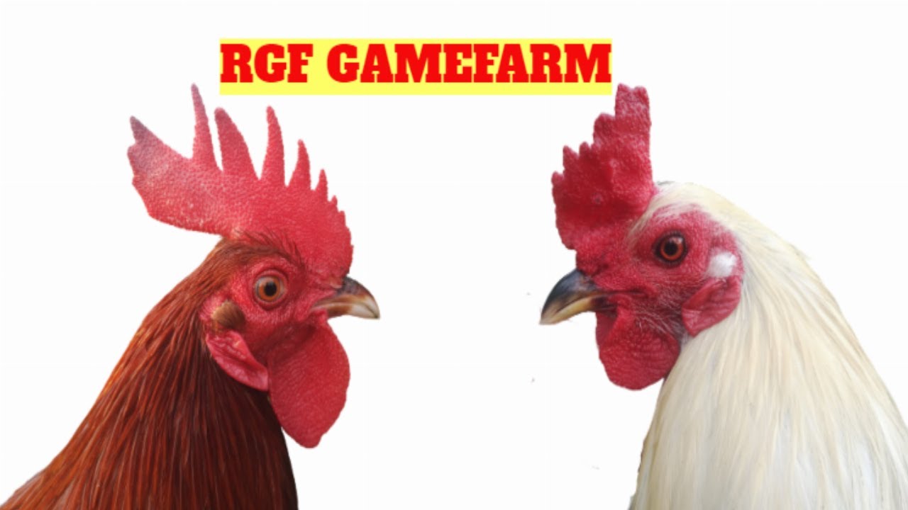 RGF Gamefarm, Negros Occidental - YouTube