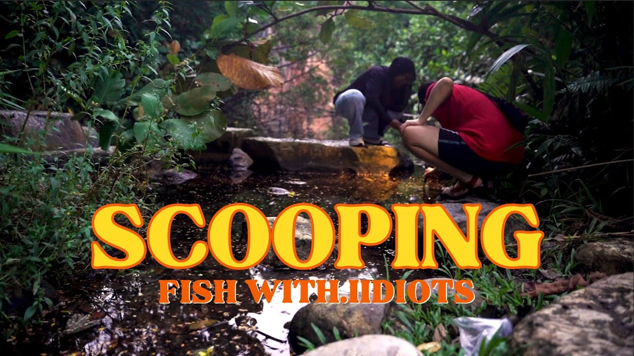 Scooping fish with iidiots - YouTube