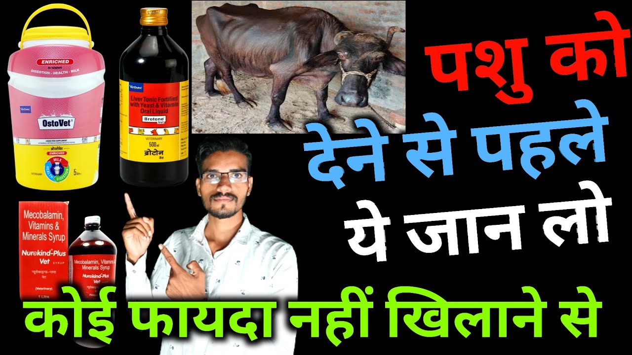 कोई फायदा नहीं इनको खिलाने से ! Ostovet calcium for cow | broton liver ...