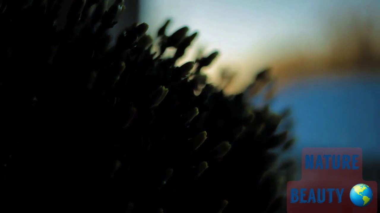 GULABI ANKHE / GANE NAYE PURANE / NATURE BEAUTY / DEEPAK NAMDEV - YouTube