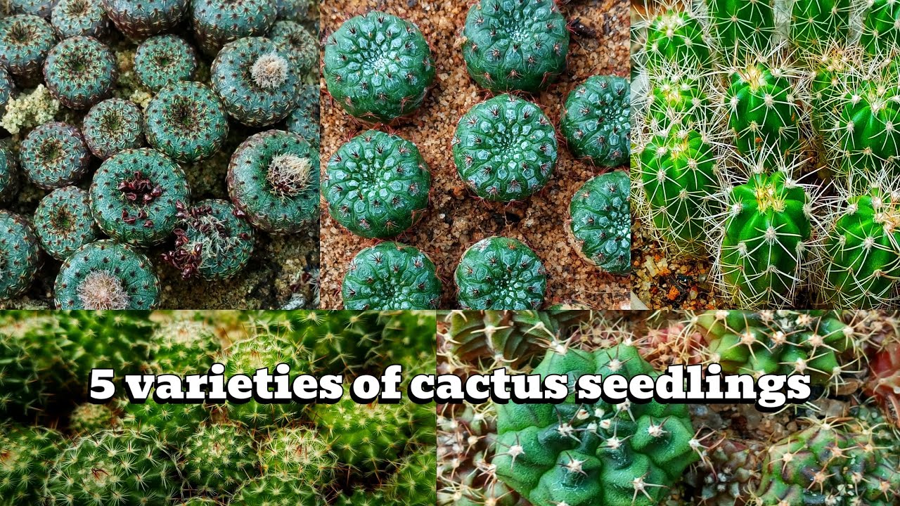 cactus propagation 🌵🌵 | Grow cactus from seeds🌵 | Cactus seedlings propergation🌵 #cactus #cacti ...