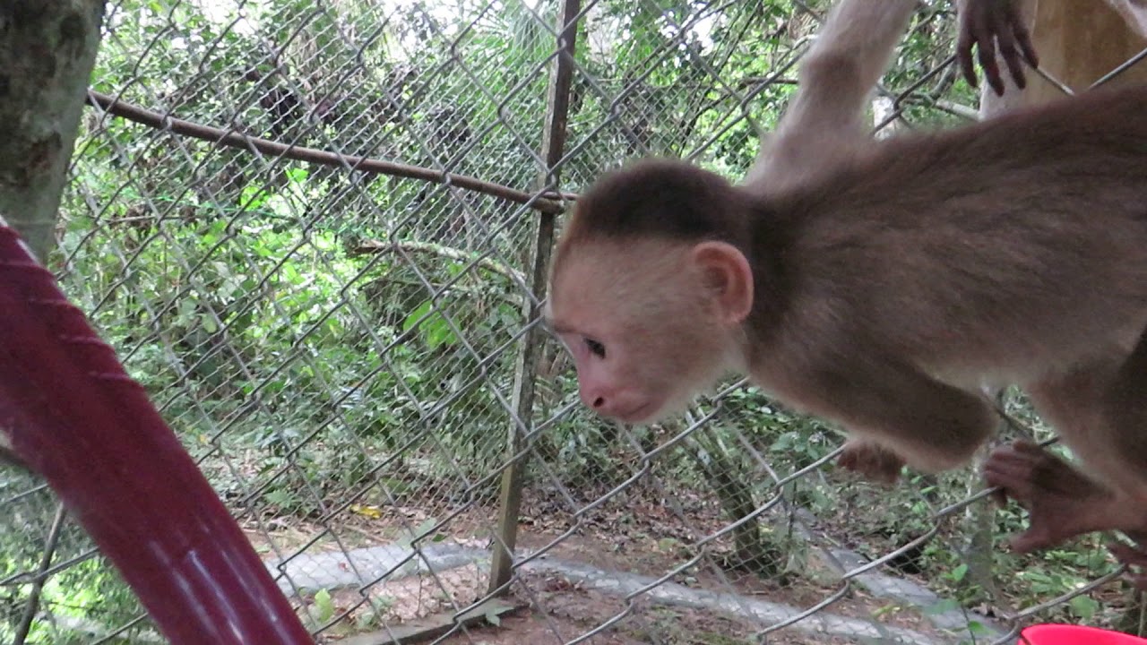 Young rescued Capuchin Monkeys see mirror for the first time - YouTube