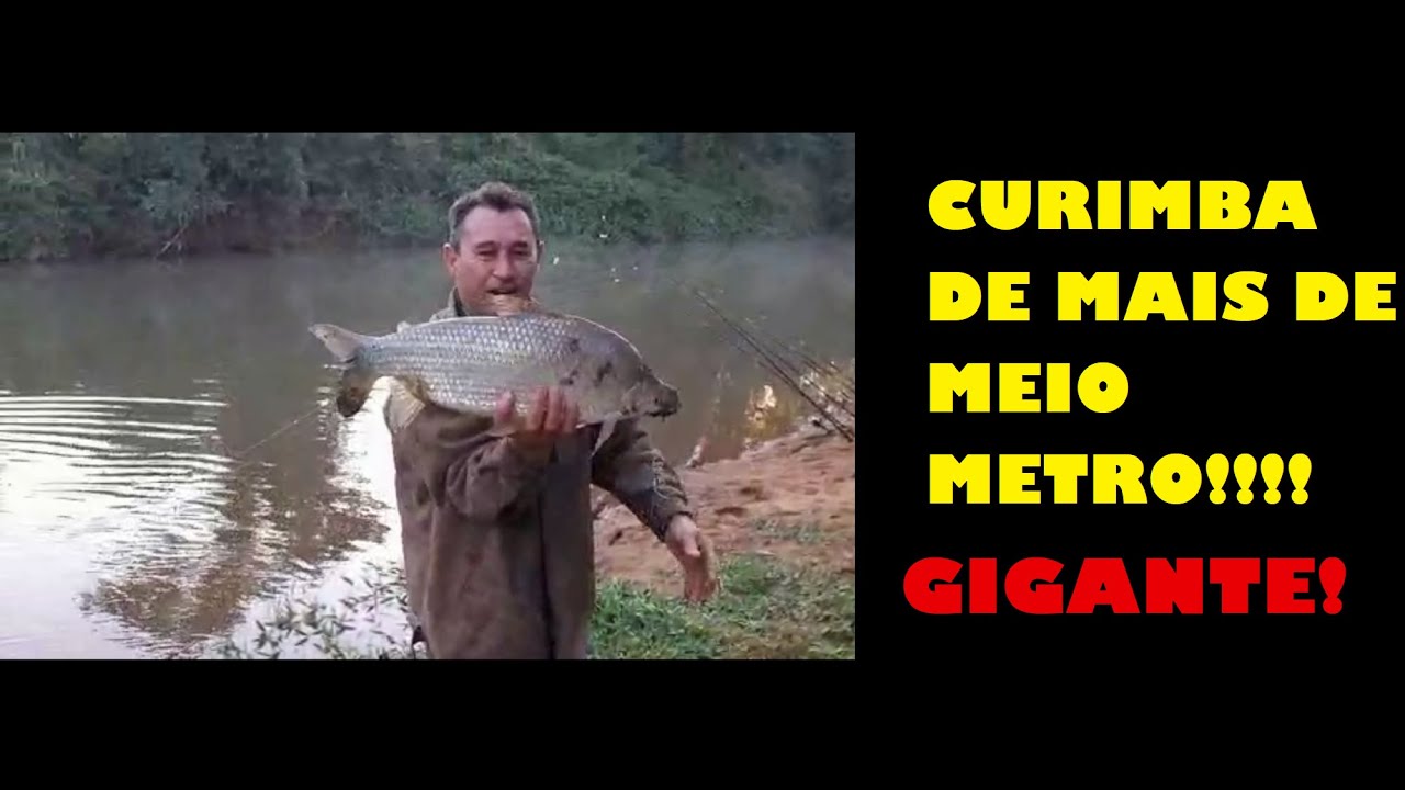 CURIMBA GIGANTE! MAIS DE MEIO METRO! - YouTube