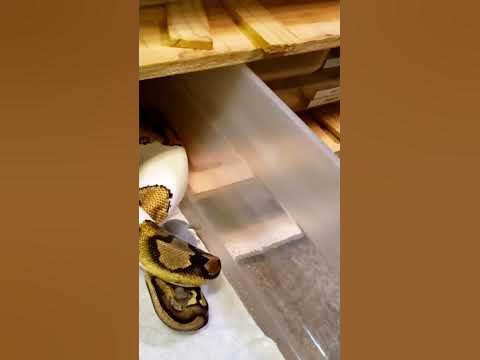 BALL PYTHON STRIKE!! #shorts - YouTube