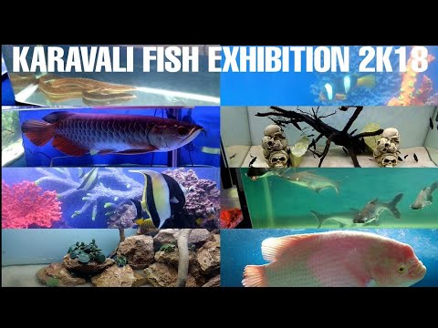Karavali Tropical Fish Exhibition 2018 Karwar | Karavaliutsav ...