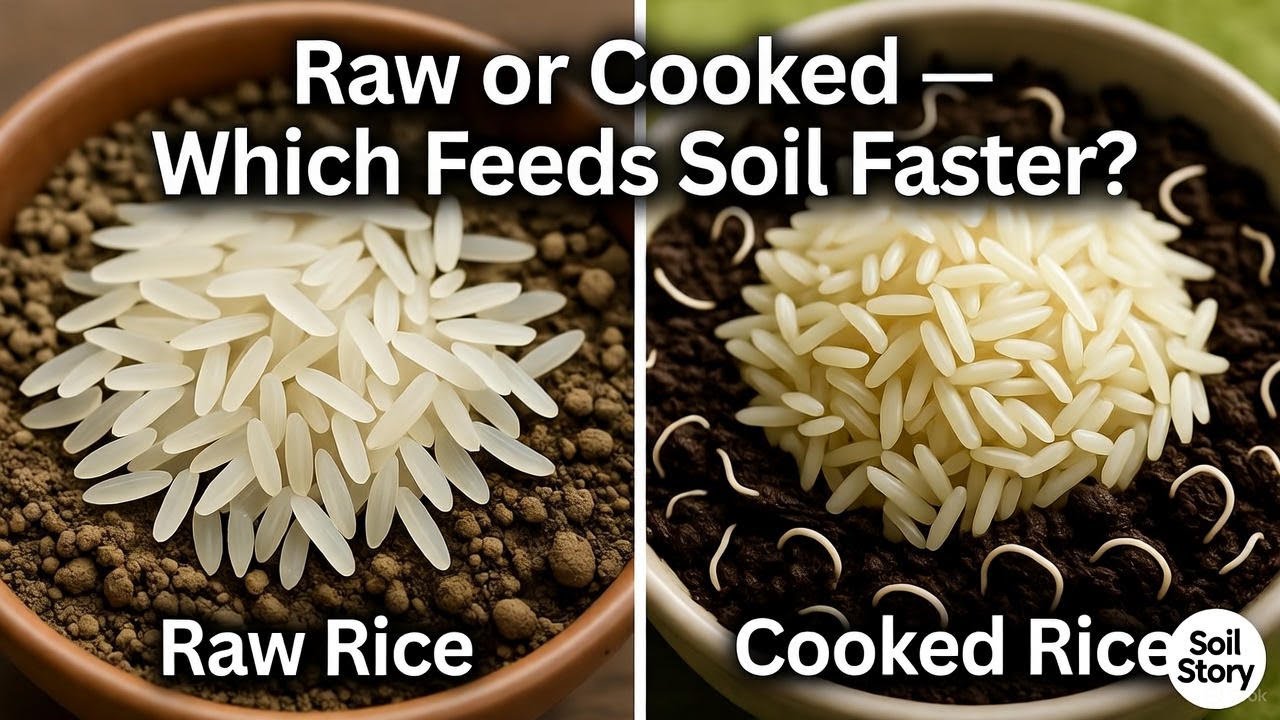 Raw vs Cooked Rice: Which Rice Form Feeds Soil Microbes in Days (Not ...