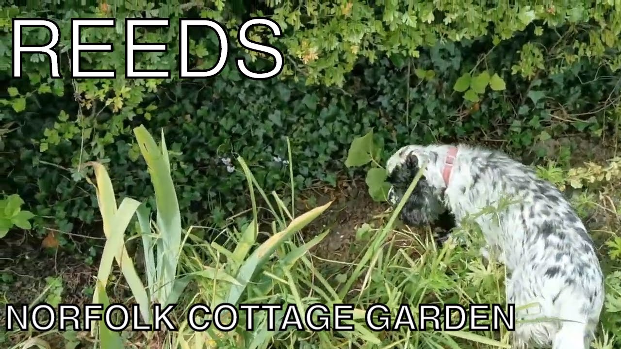How to tackle reeds in a country garden - YouTube