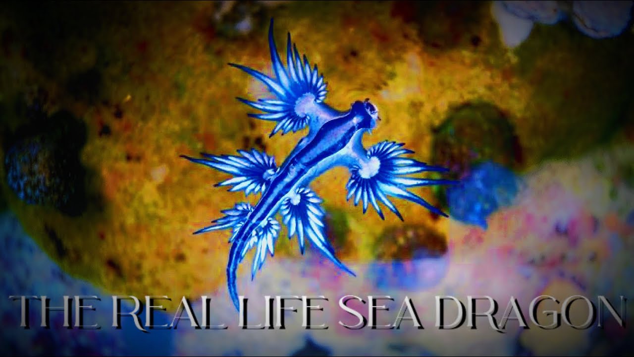 Real Life Blue Dragon