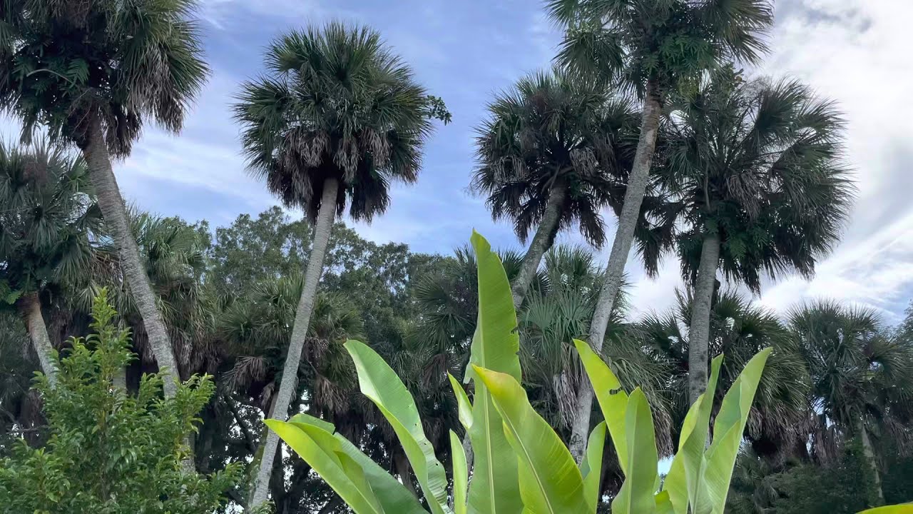 Florida Natural Farming, Plinia inflata the Giant Mulchi - YouTube