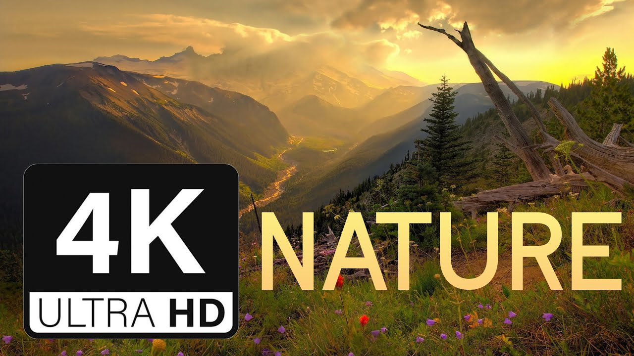 🌿 Relaxing Nature in 4K UHD – Forest Sounds & Beautiful Scenery - YouTube