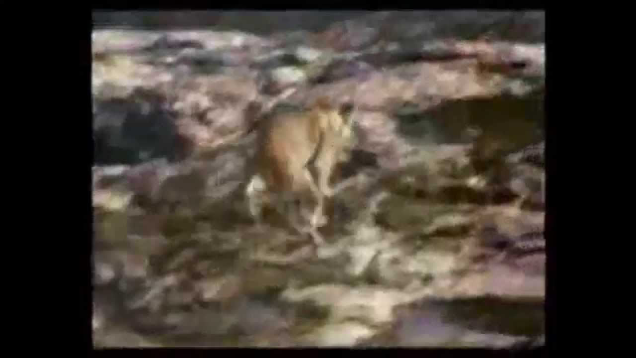 Christian The Lion Cub From Harrods HD, Best version. - YouTube