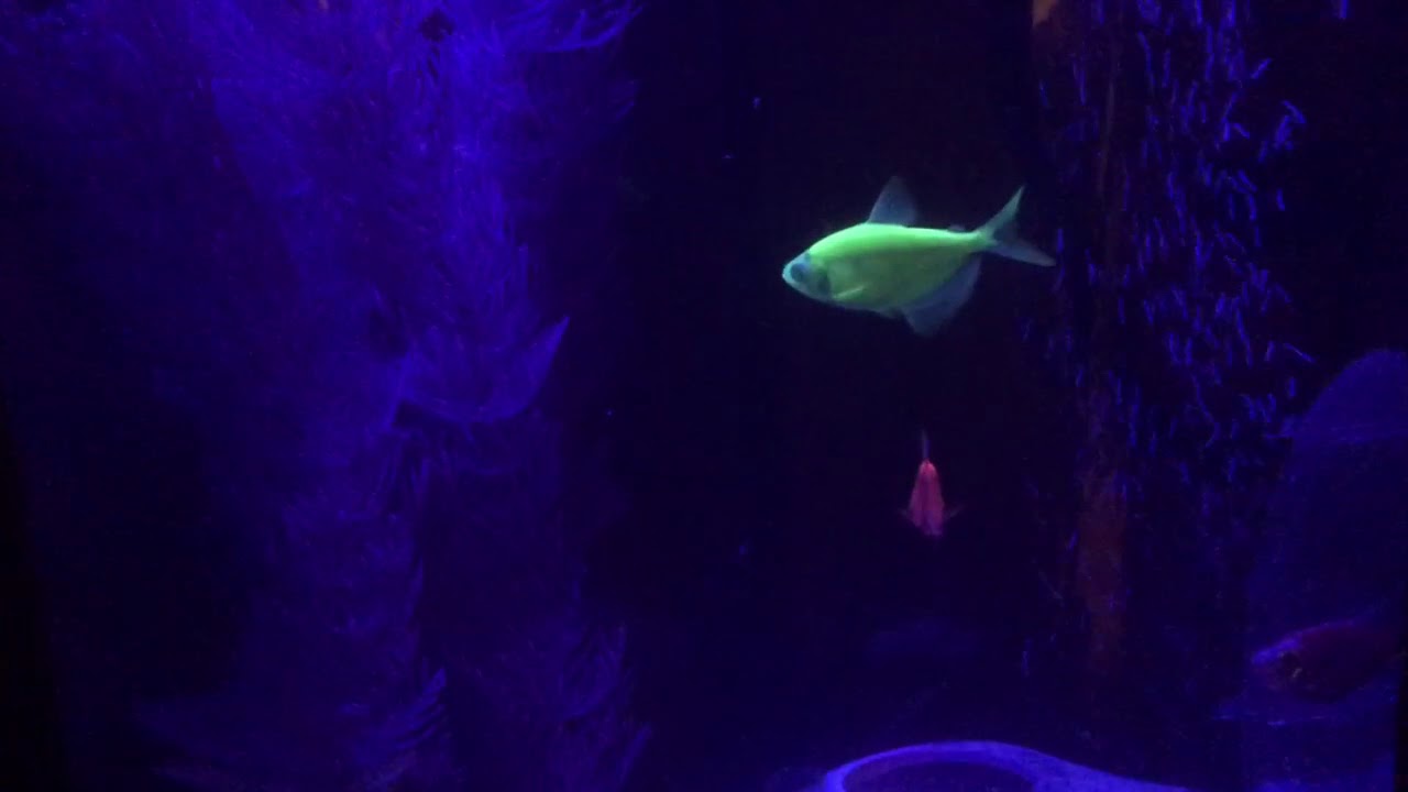 Glofish Tetras and Albino Cory Catfish - YouTube