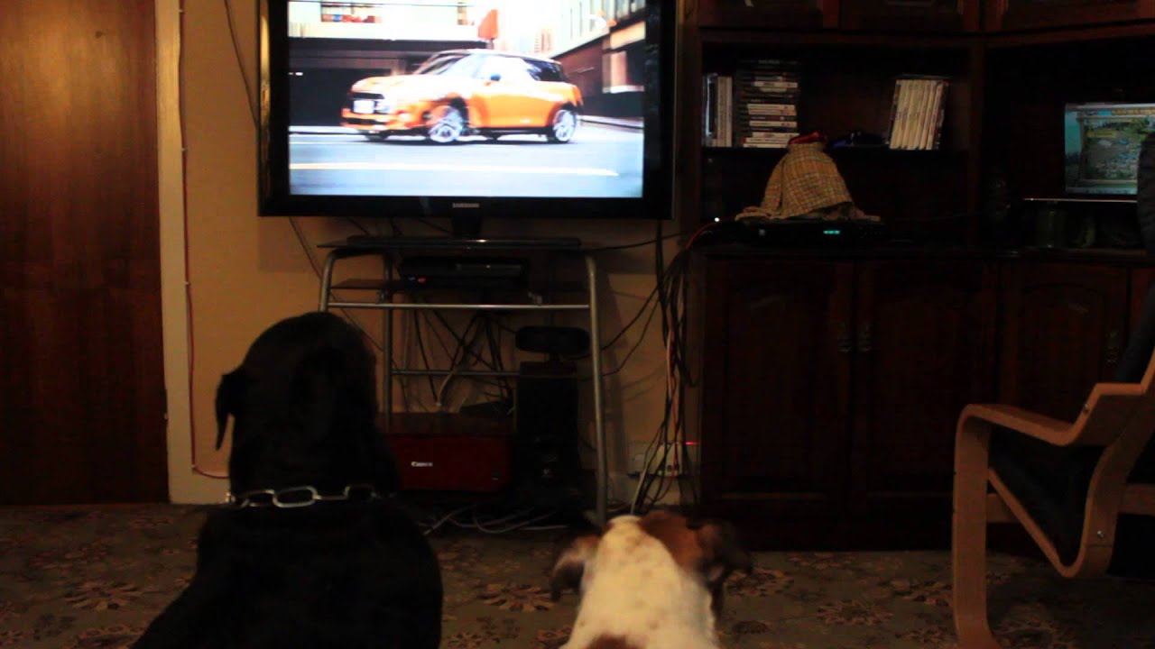 Two dogs watching TV:) - YouTube