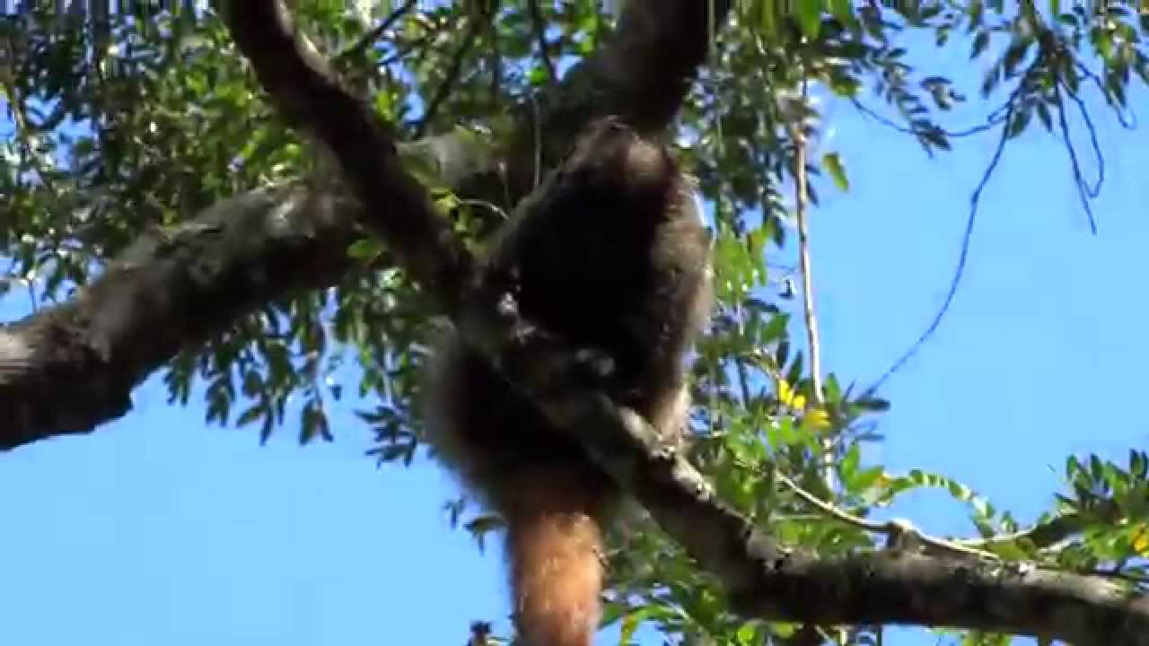 Macaco sauá - YouTube