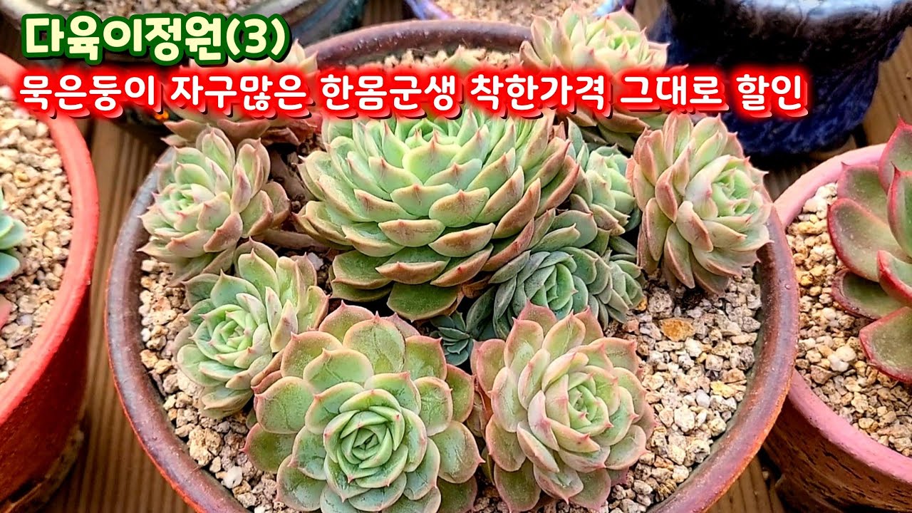 다육이정원3 묵은둥이 한몸군생 온슬로우 해리와슨 알바뷰티 다크초코렛 착한가격의 다육이들 💥로사로아 할인가격 Youtube
