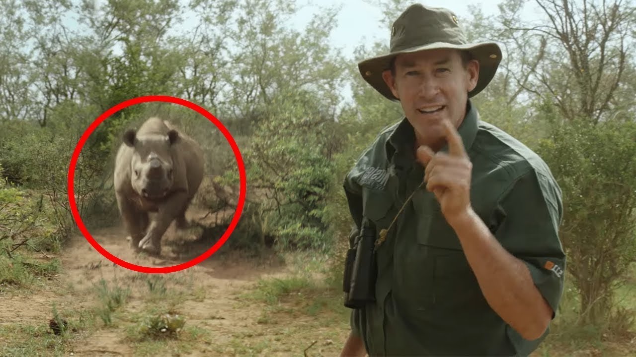 12 Scariest Rhino Encounters of The Year - YouTube
