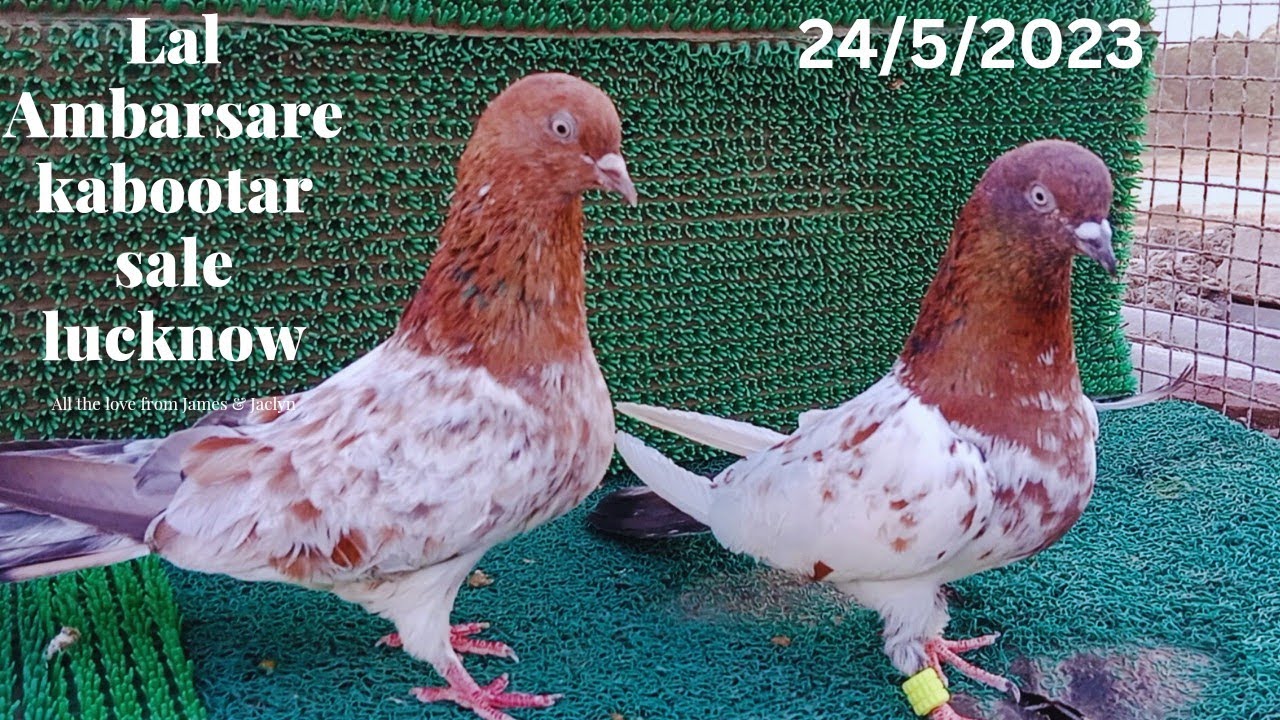 Lal chapdar Ambarsare kabutar sale for in Lucknow 7007425768 pigeon ...