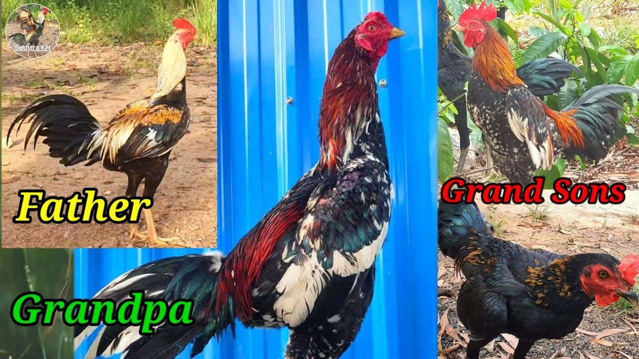 Uncovering the secrets of my incredible rooster's bloodline from ...