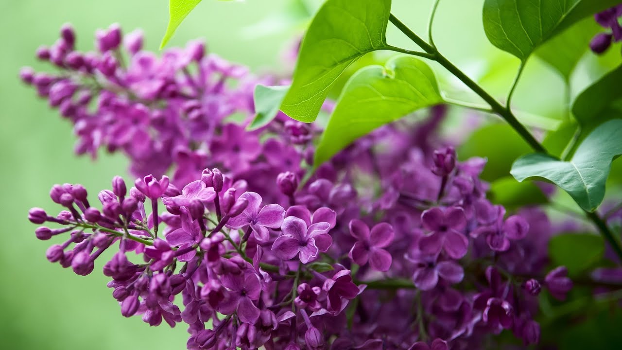 Peaceful Relxing Instrumental Music, Meditation Calm Music "Sounds of ...