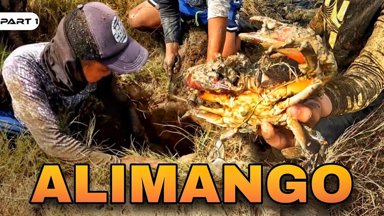 P1 - Nandukot ng Alimango sa Palaisdaan - EP1708 - YouTube
