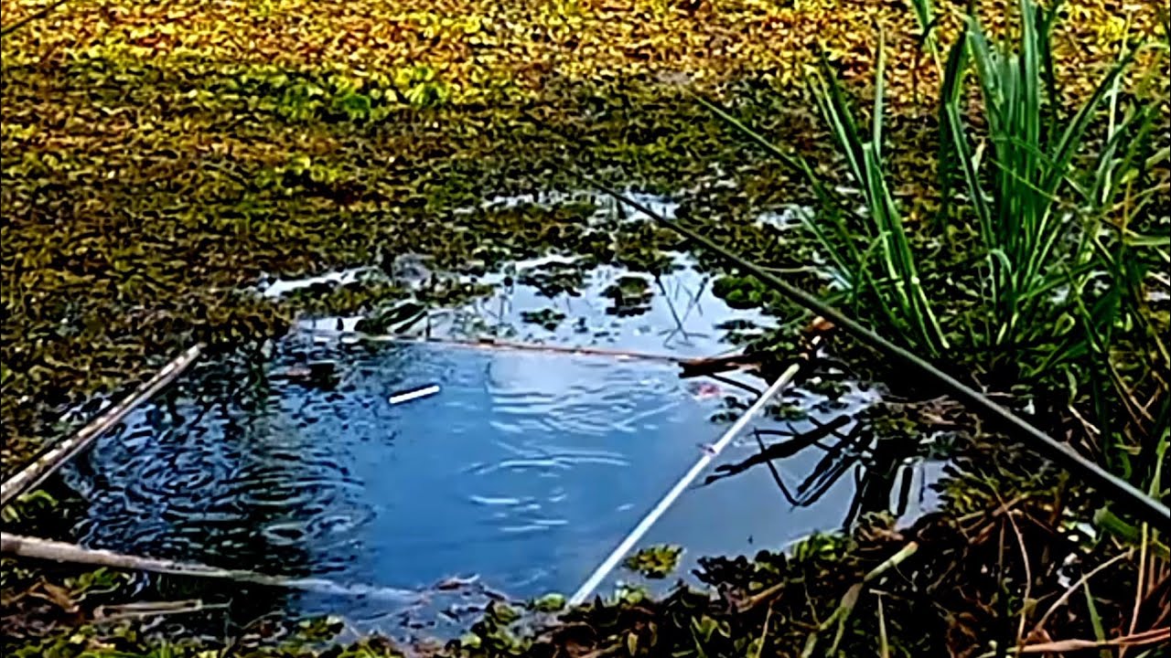 Spot dikuasai Sepat Siam ukuran GEN - Z ,Pakcik bersyukur ada Bonus ...