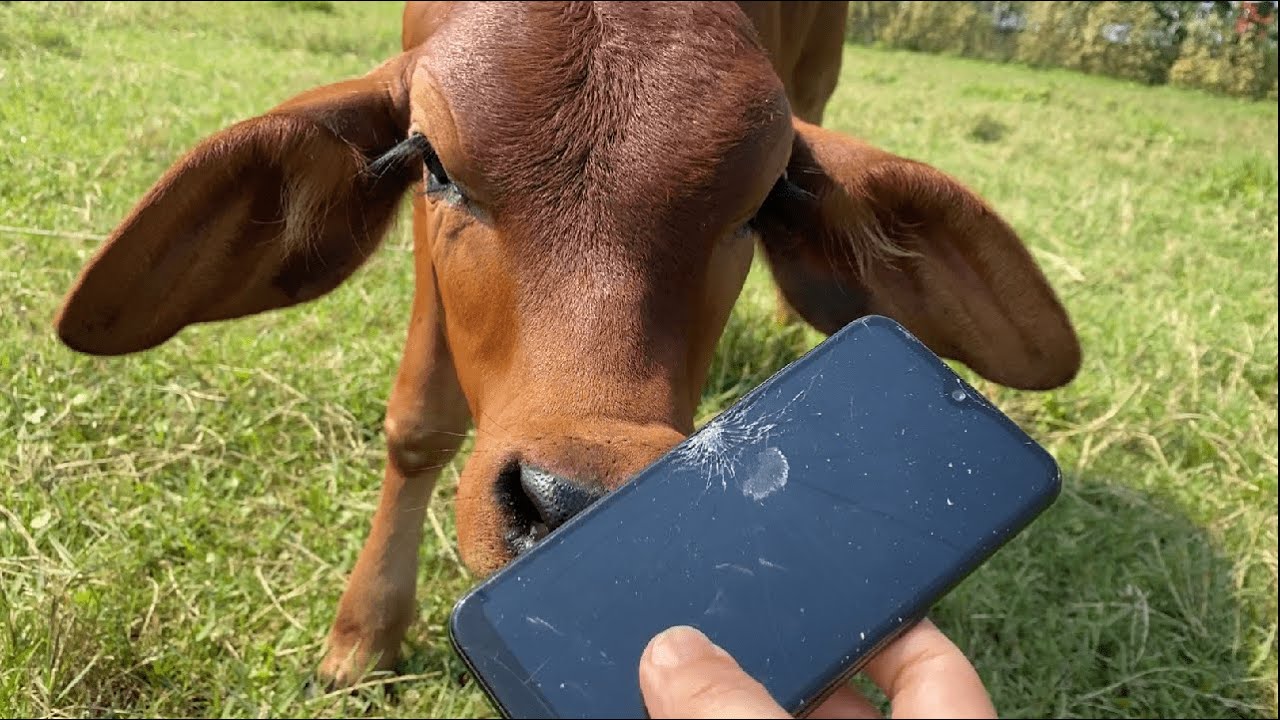 Restoring Samsung phones on grass that was trampled by cows/repair ...