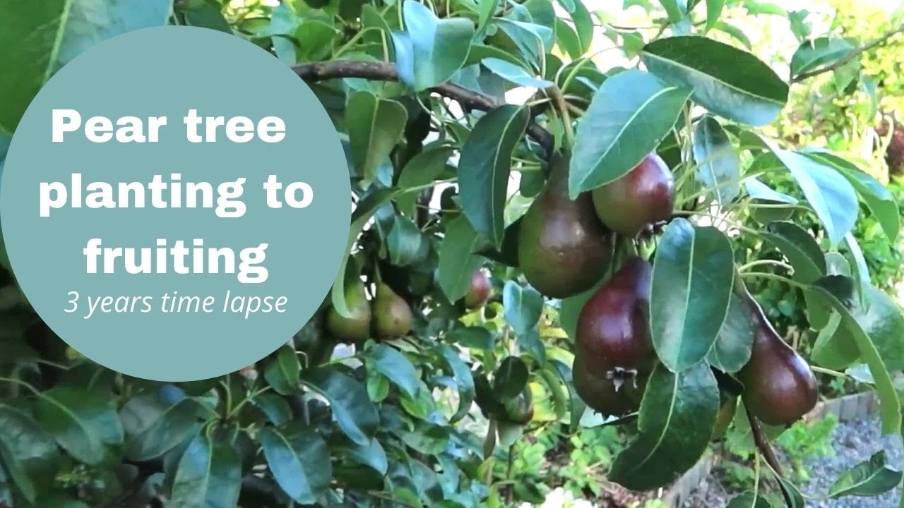 pear tree growing 3 years time lapse video - YouTube