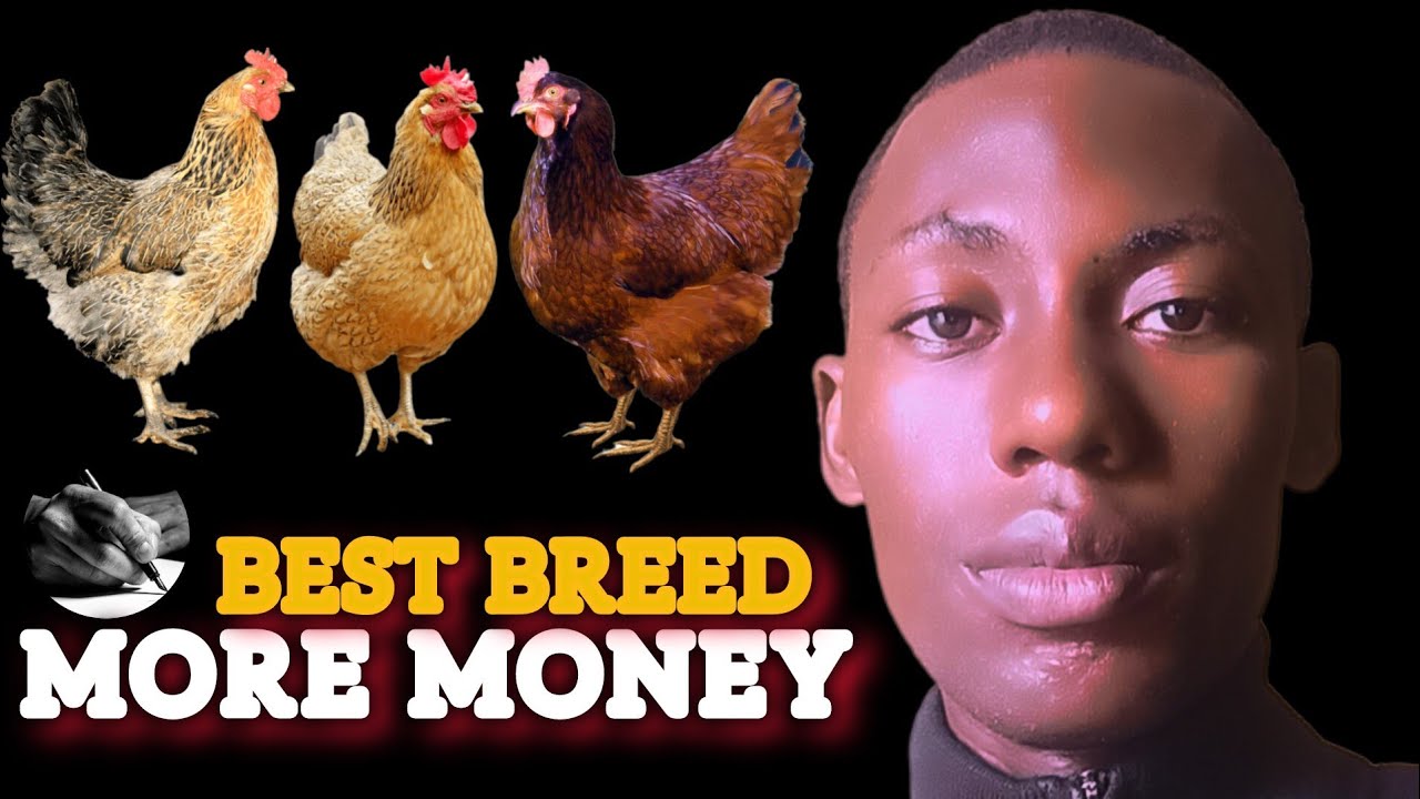 BEST LOCAL CHICKEN BREED SELECTION TECHNIQUE TO MAKE MILLIONS - YouTube