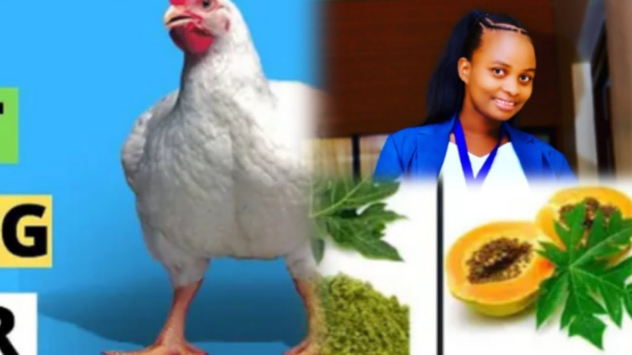 Ibanga ryo kubyibushya Inkoko z'Inyama byihuse #iz'amagi aba manini ...