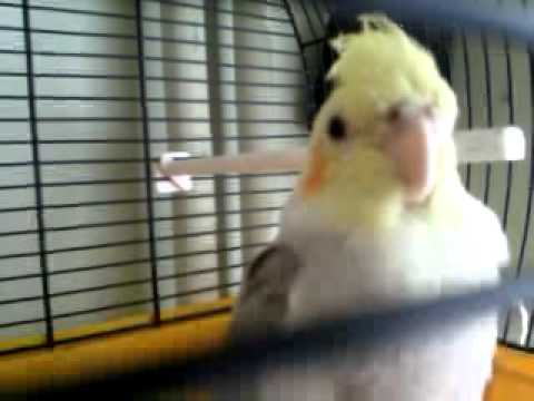 Корела - YouTube