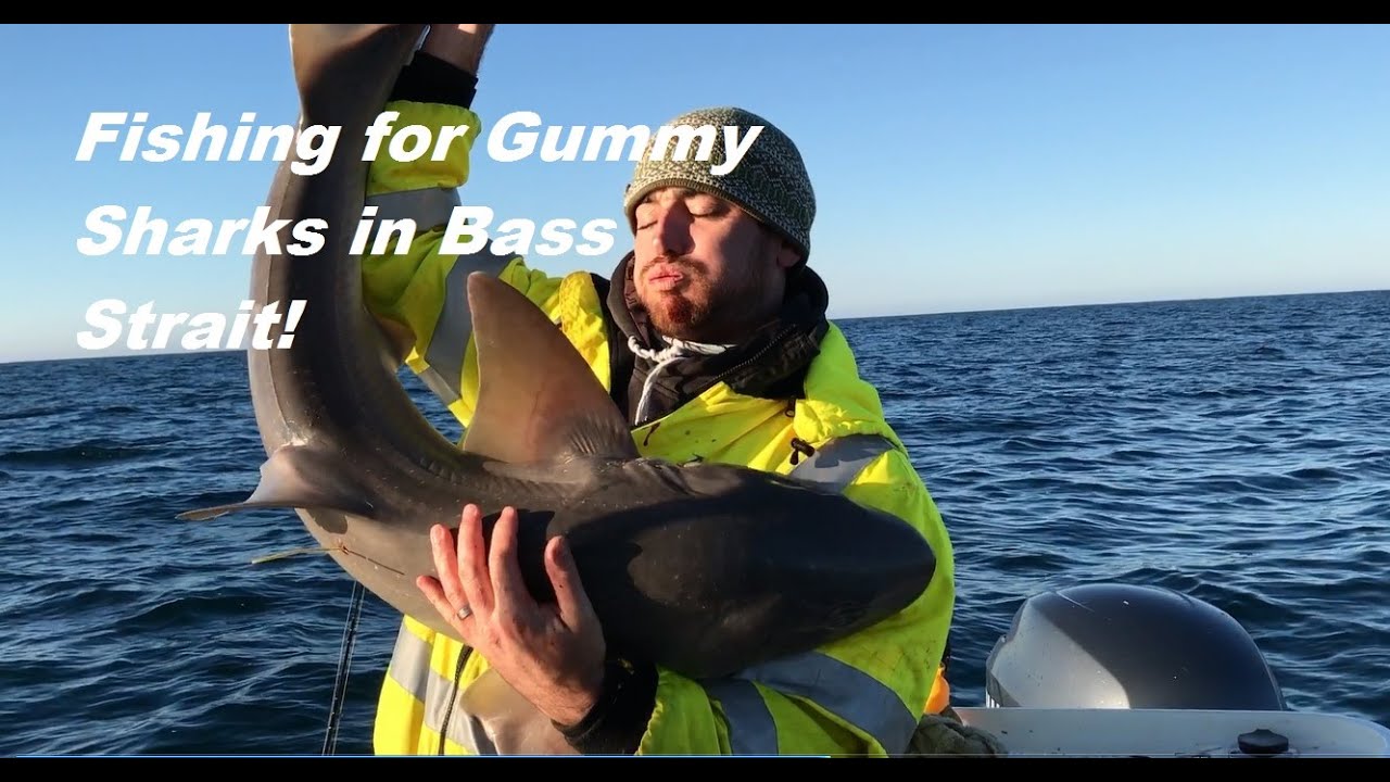 How we catch Gummy sharks in bass strait - YouTube