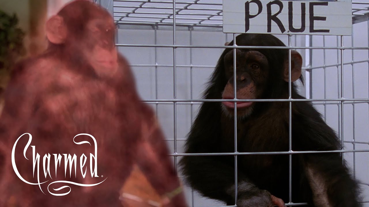 Lab Monkeys with Magic! I Charmed - YouTube