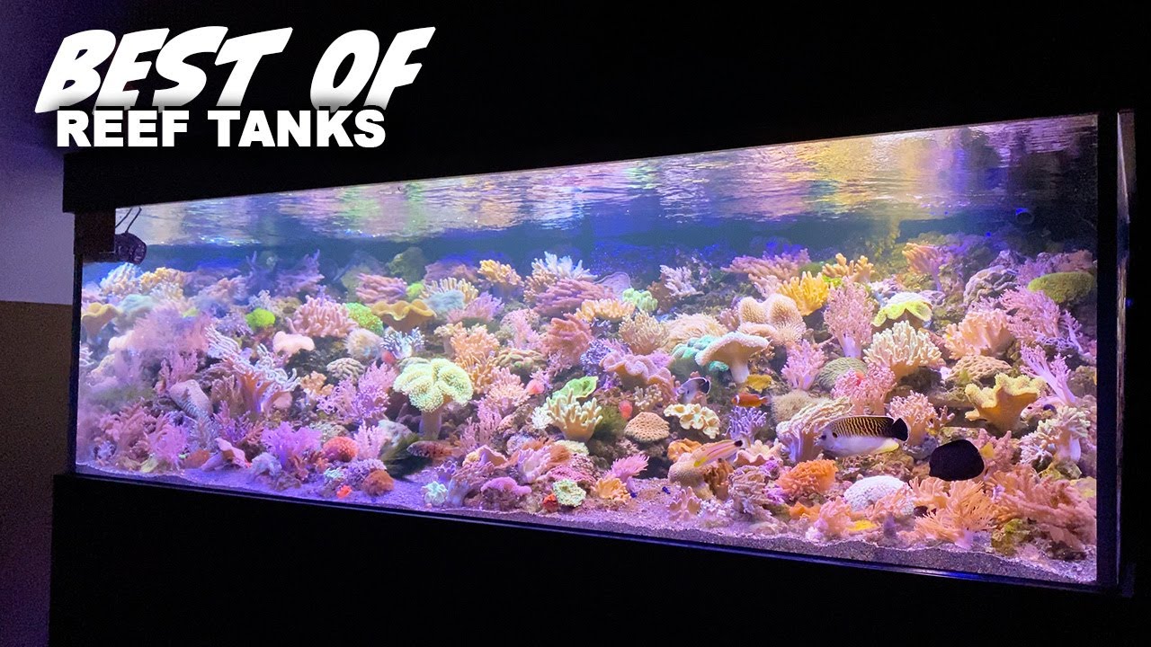 GERMAN REEF TANKS - BEST OF - Part 1 *saltwater aquarium highlights* 4k ...