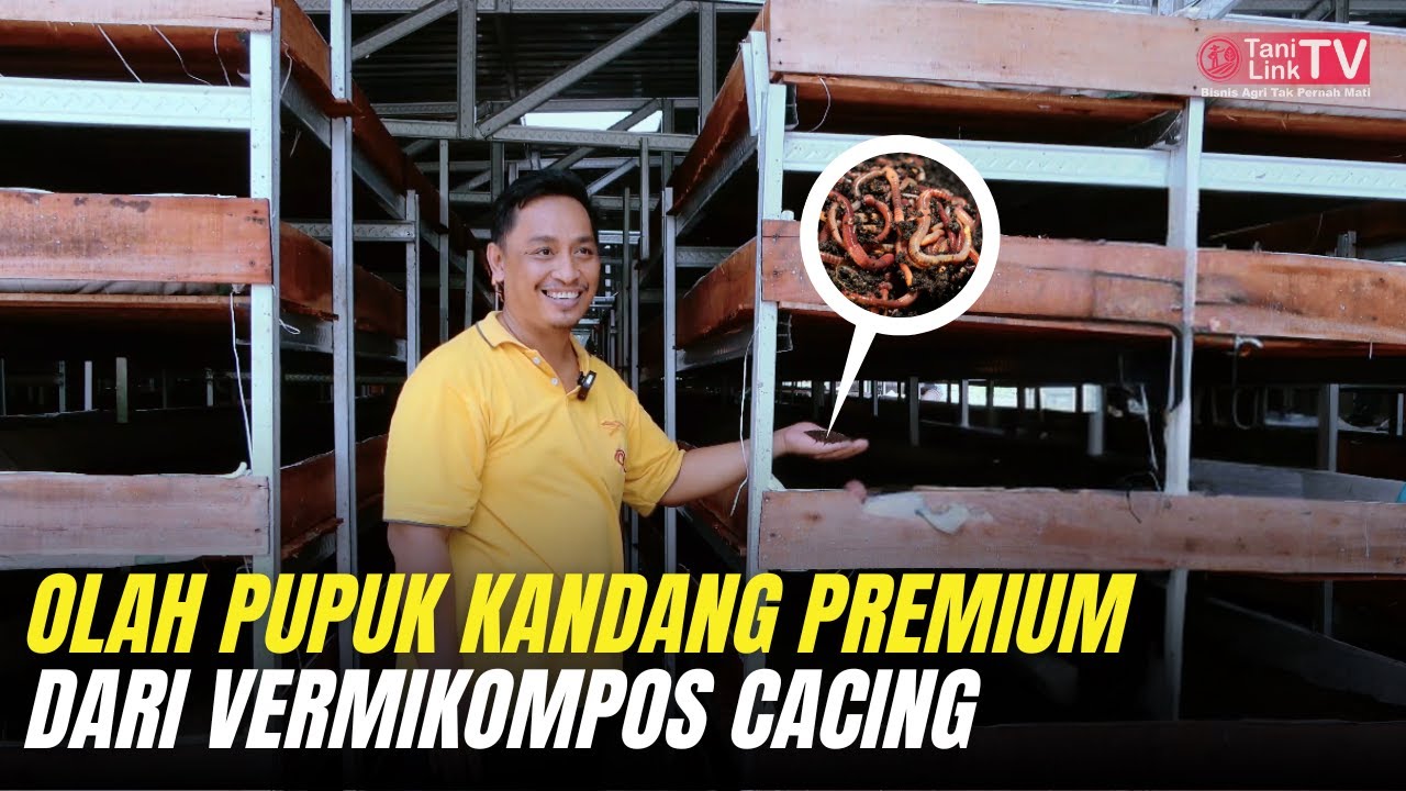 Melihat Langsung Pembuatan Vermikompos Cacing, Pupuk Organik Multiguna ...
