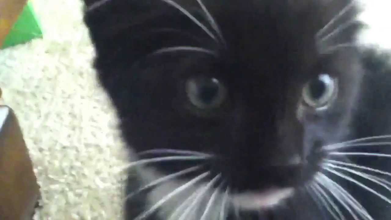 The Weirdest Meow Ever - YouTube