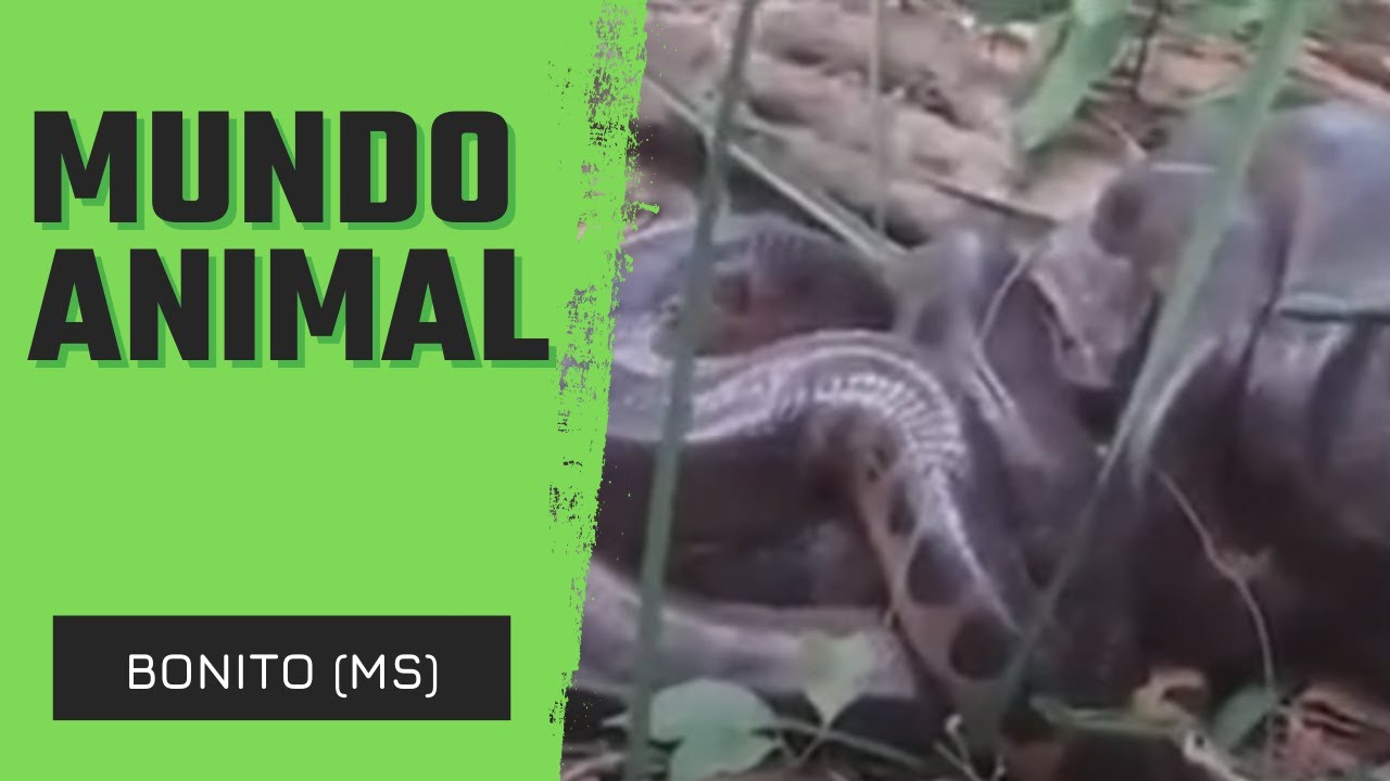 Sucuri: veja o acasalamento das cobras gigantes em Bonito (MS) - YouTube