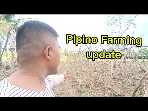 Pipino Farming Farm Update (part2) - YouTube