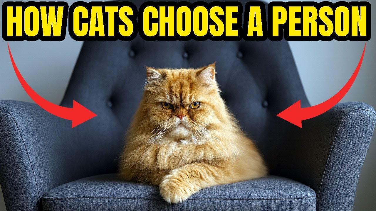 3,000 Years of Secrets: How Cats Choose Their Favorite Human - YouTube