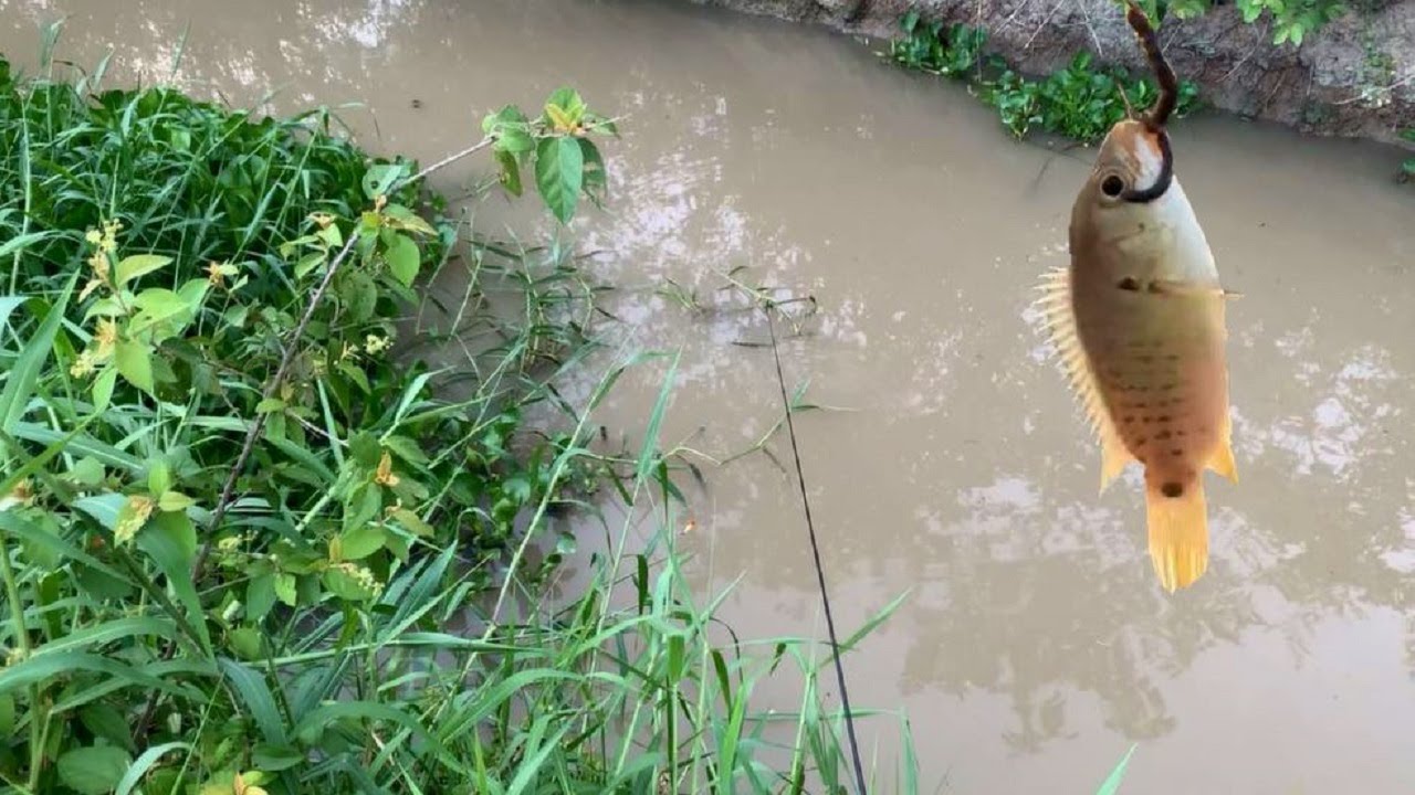 Fishing for climbing perch with float by hook - YouTube